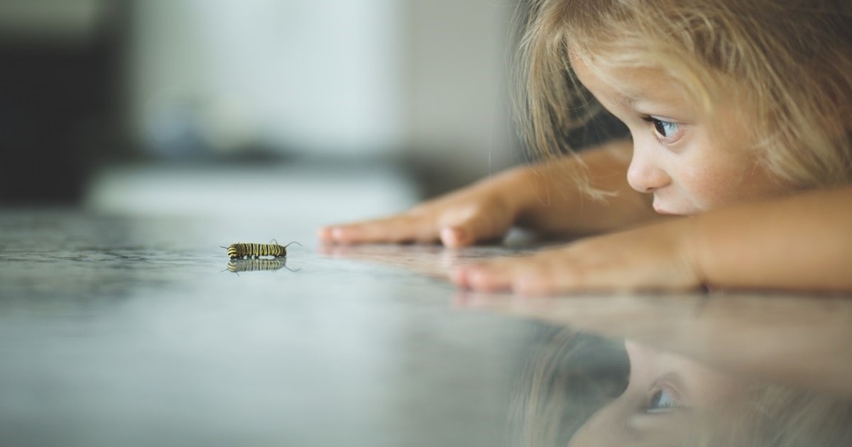 Expert verklaart: Dit is waarom kinderen insecten dood maken